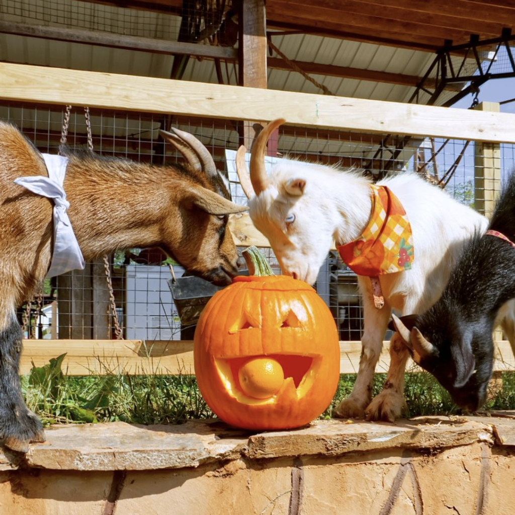 Can't-Miss Halloween Events in the Triangle - The Triangle Weekender
