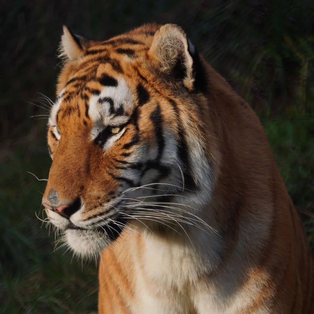 Carolina Tiger Rescue - The Triangle Weekender
